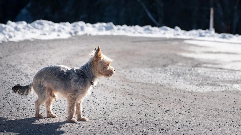 Why scared dogs put their paws on you: Pet experts reveal the anxiety ...