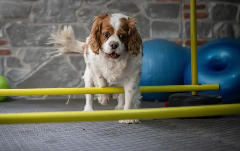Vet outlines eight key signs your dog needs more exercise