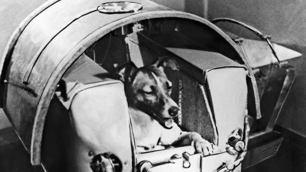 10 most famous animals in history and culture
