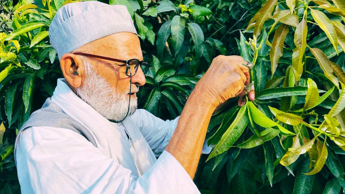 Who is the mango man of India?
