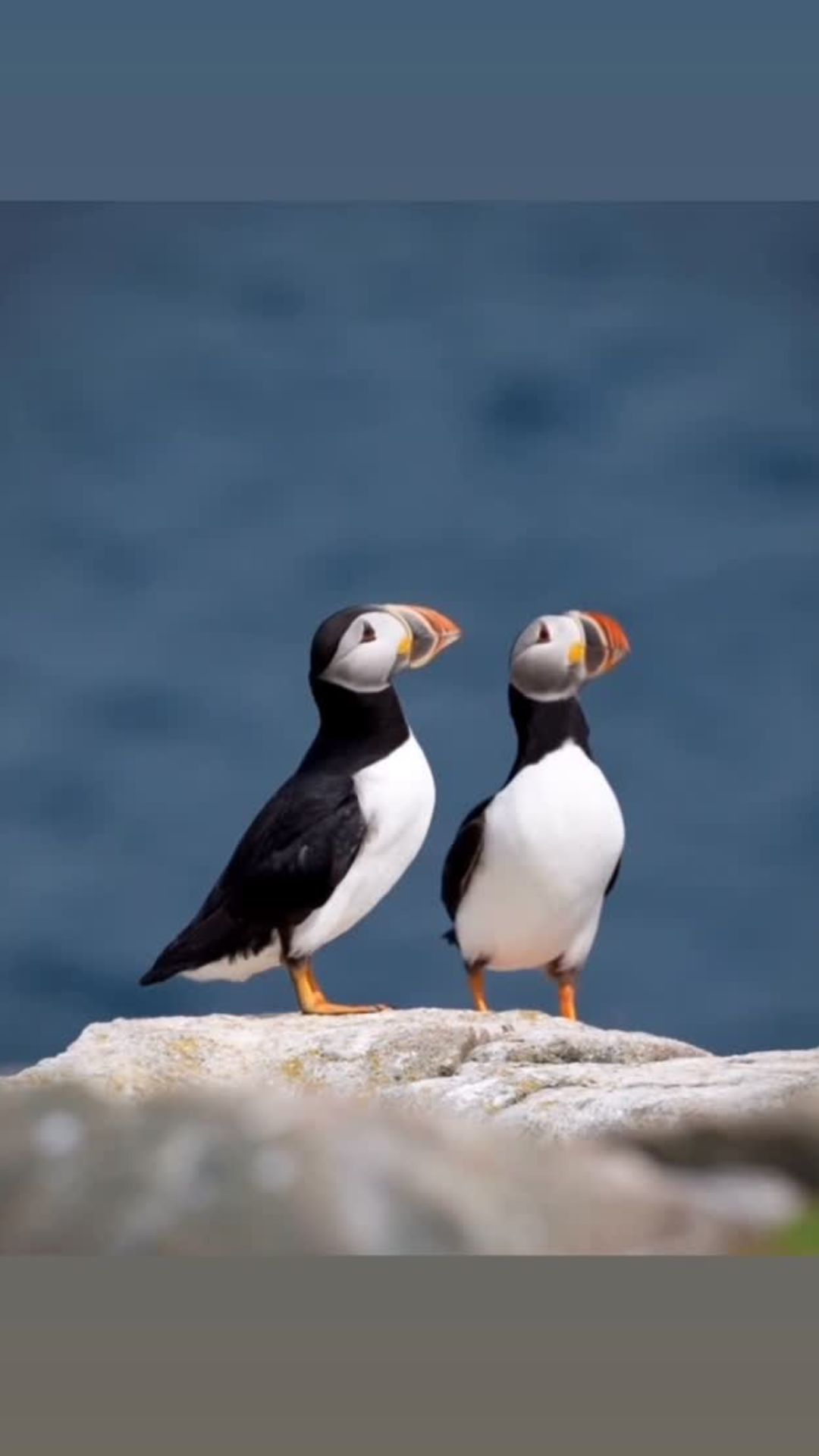Insights into puffin behavior you might not know