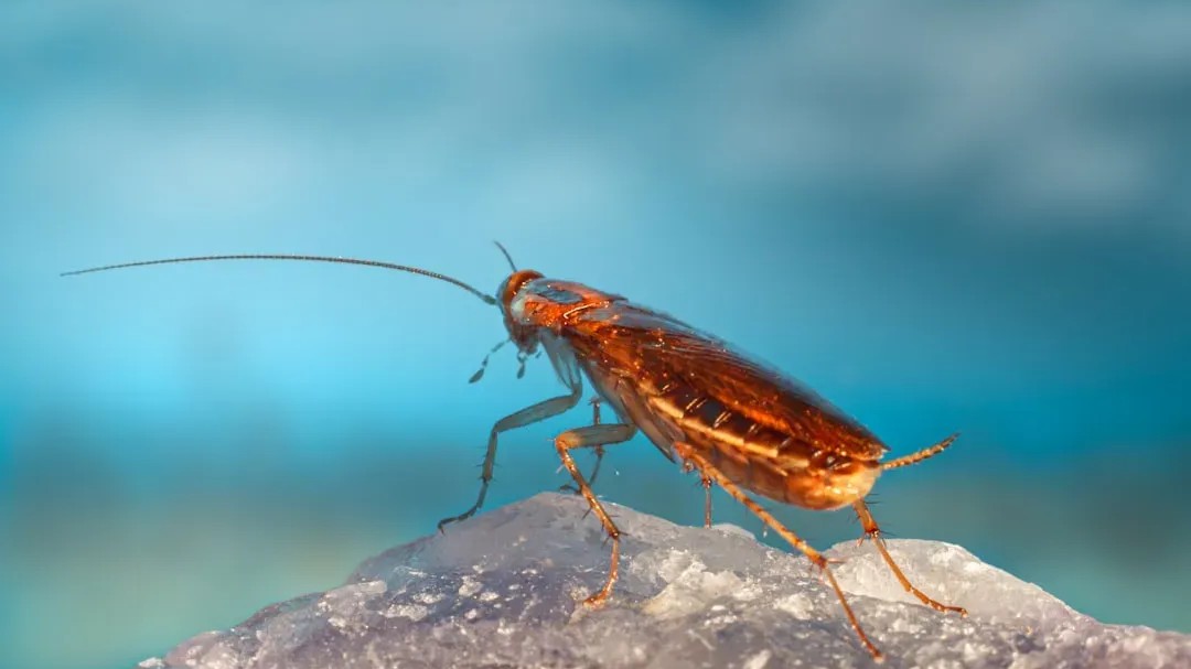 The animals most active during dangerous heat waves
