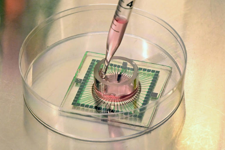 Un chip con neuronas humanas aprende a jugar a 'Doom'