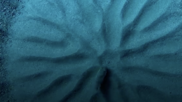 They found nature’s greatest artist