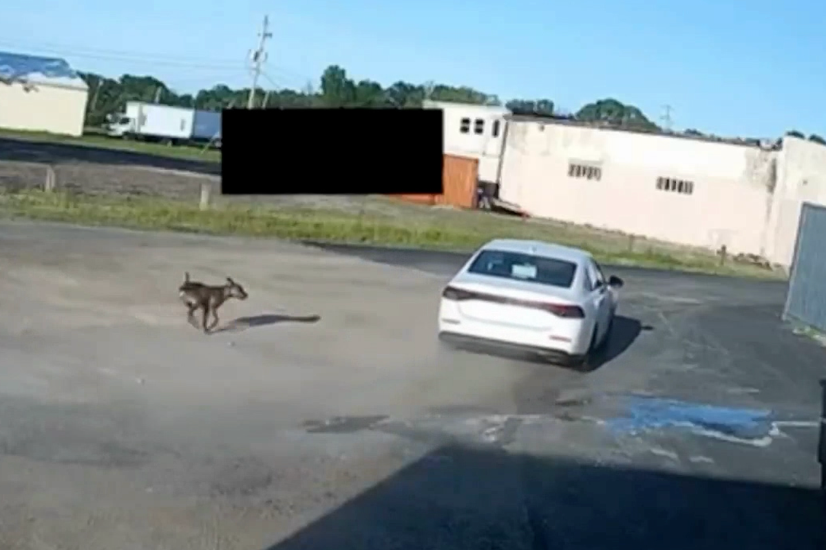 Heartbreaking moment dog chases after car after being dumped by owner