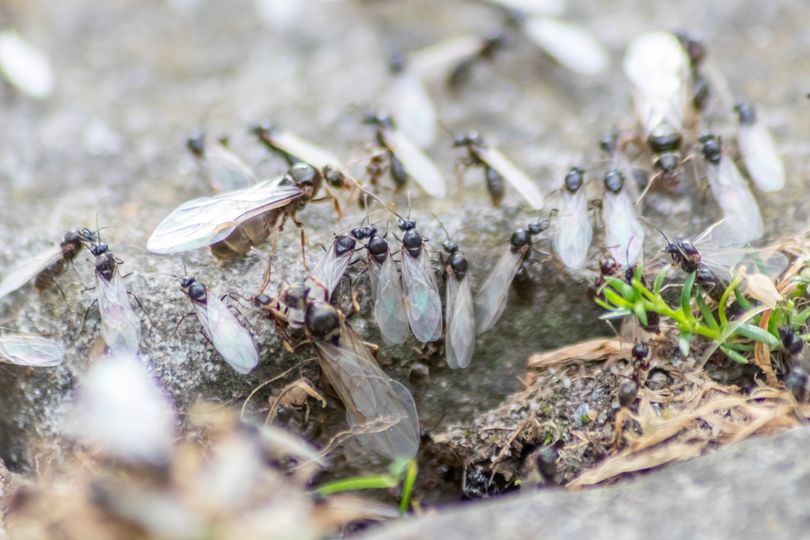 UK flying ant day 2026 brought forward as exact date announced