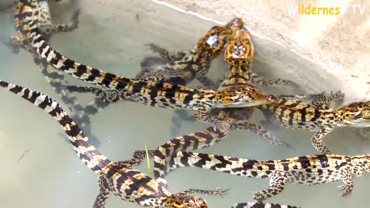 Watch these primitives work for days until one misstep affects the ...
