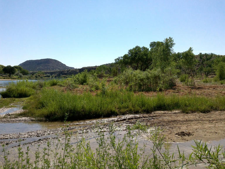 New Mexico Forestry Division plants native trees along three rivers