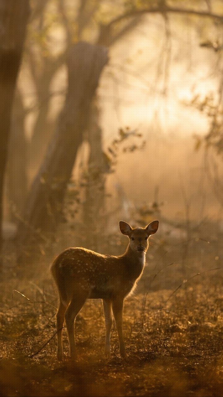 Golden hour deer wildlife photography