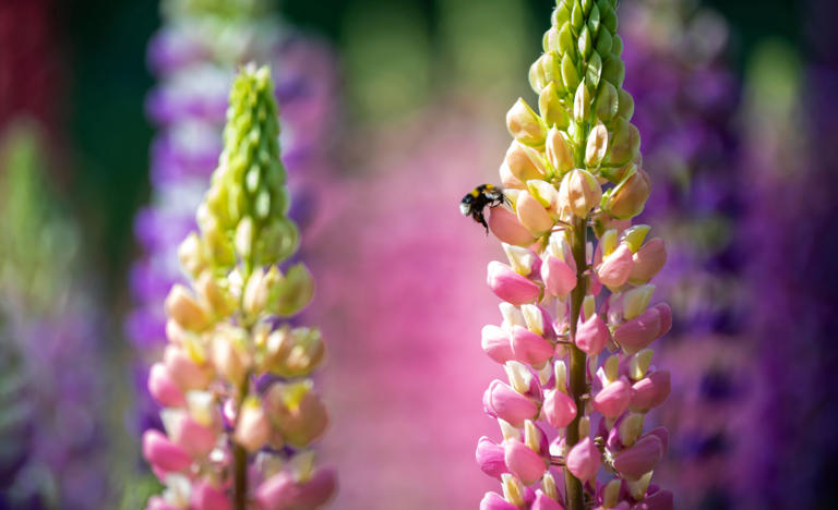 Breathtaking lupins in full bloom draw bees to Longton