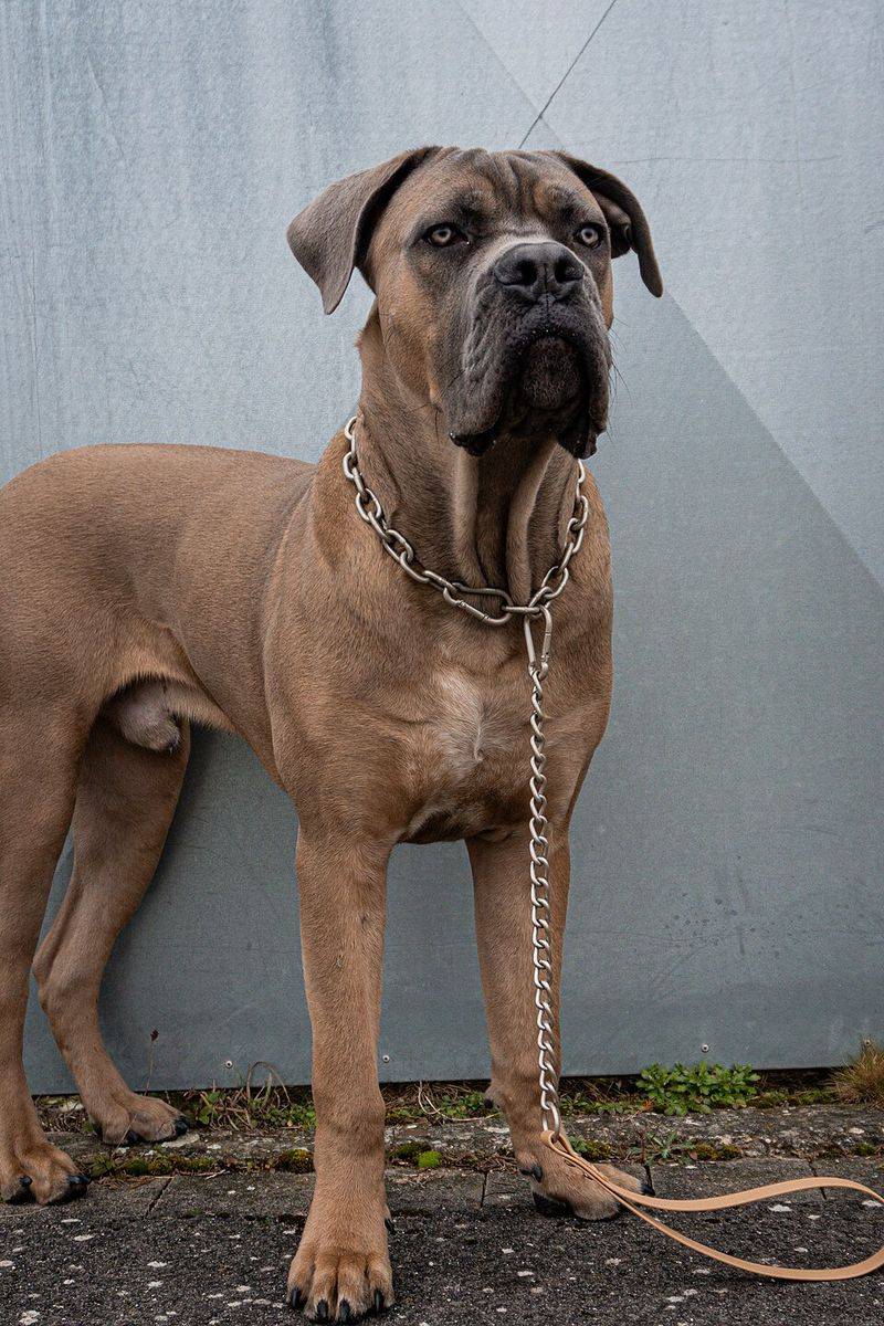 10 controversial dogs owners still love, plus 3 breeds that check ...