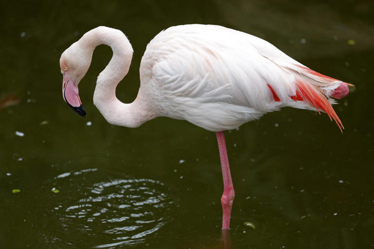 Venice welcomes record flamingo numbers as wetlands are restored