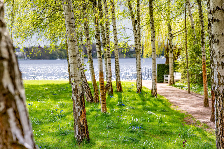 Blumen, Birken, beste Lage: Max Liebermanns Wannseegarten als Star in ...