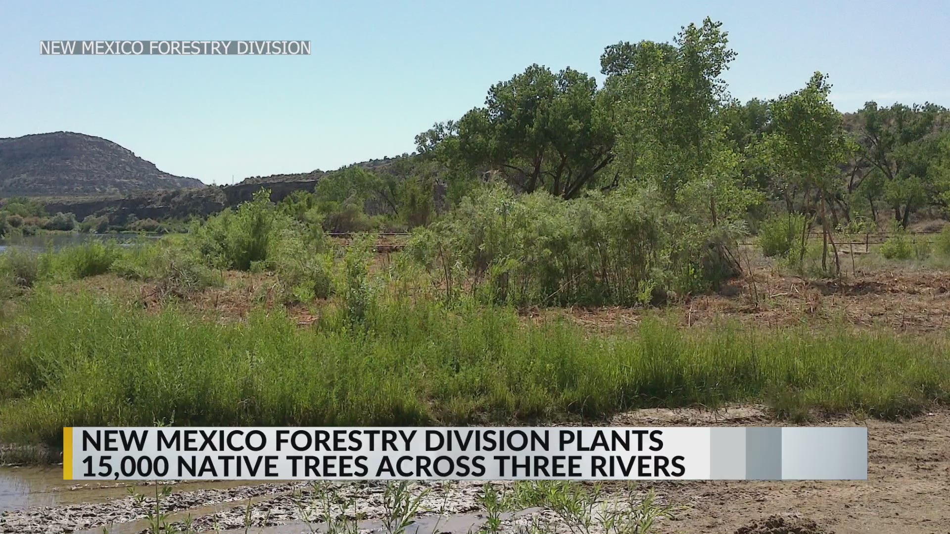 New Mexico Forestry Division plants native trees along three rivers