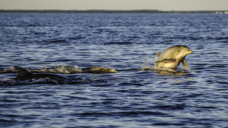 DNR: Watch for marine mammals, sea turtles in Chesapeake waters
