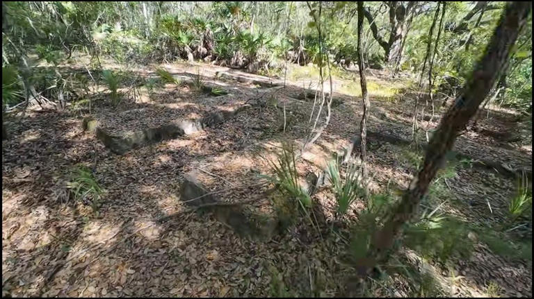 Between Tampa and Gainesville is Florida's once-thriving lumber town ...