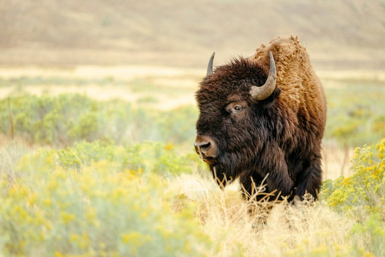 Woman tests fate by getting too close to a massive bison, faceplants ...