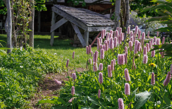 Gardening 101: How to grow bistort, a buckwheat relative