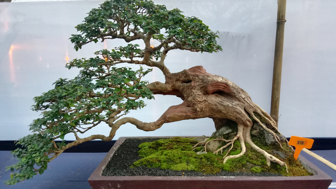From the elite class's hobby to contemporary decorative: How did bonsai ...