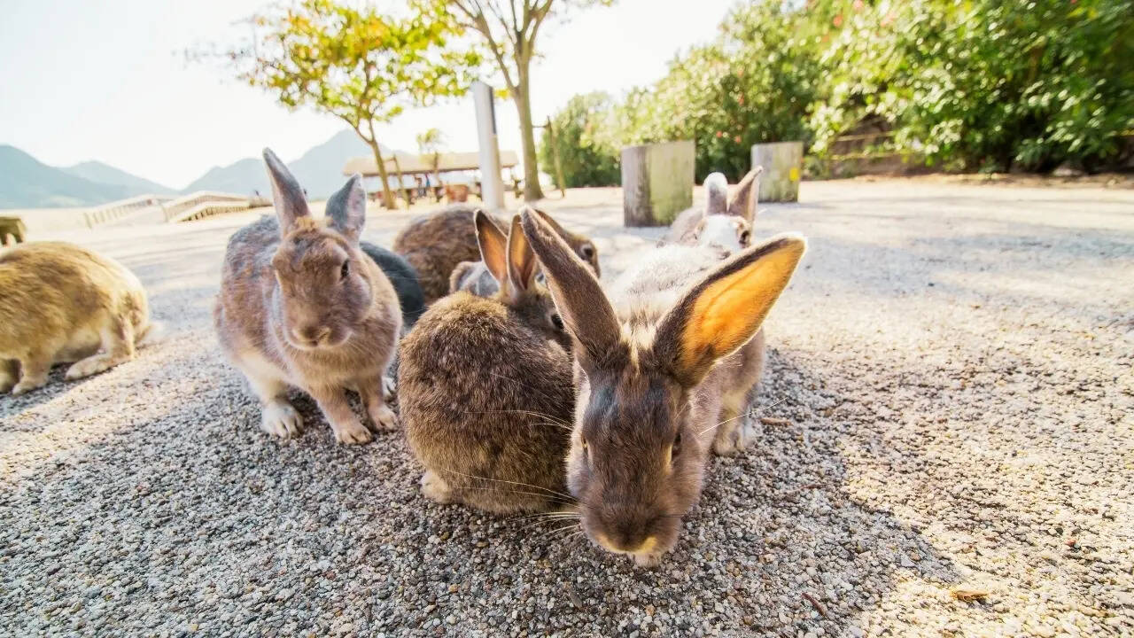 Why this remote Japanese island keeps going viral – meet the island’s ...