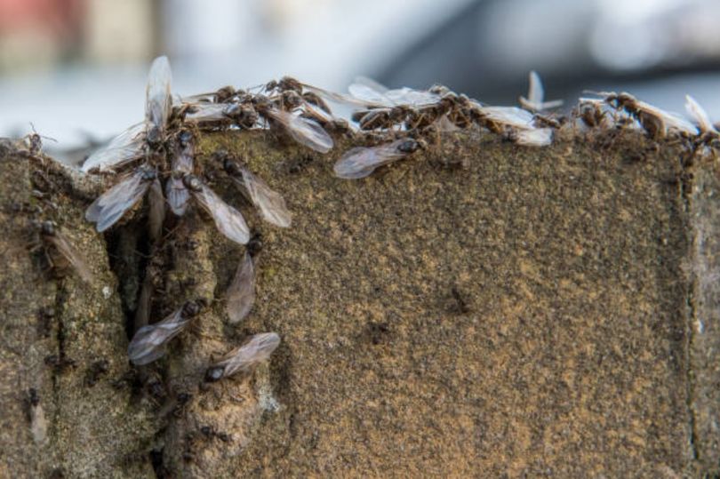 Flying ant date brought forward for 2026 with exact date announced