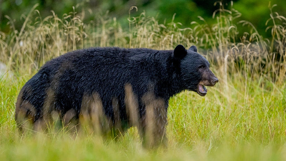Smart bear safety tips every camper should know