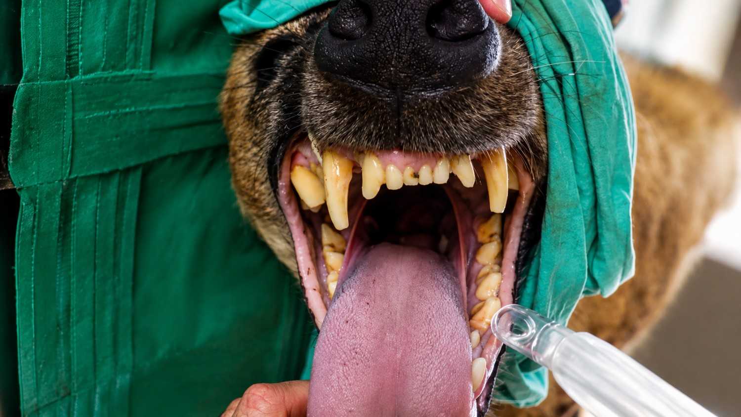 Operation Fang revealed these predators' hidden pain