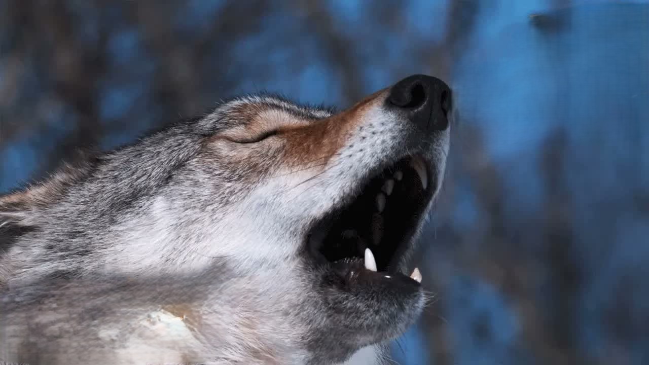 Wolf mom outsmarts hungry bears to save her 7 pups
