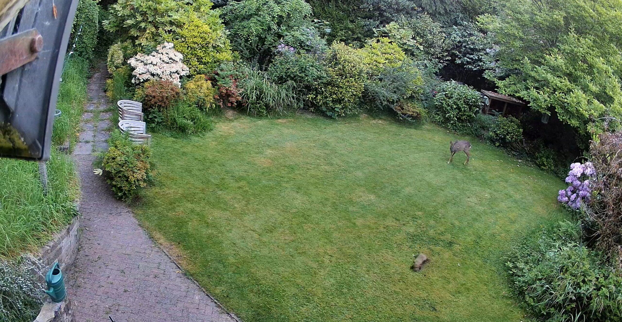 Adorable moment fox cub comes face-to-face with deer