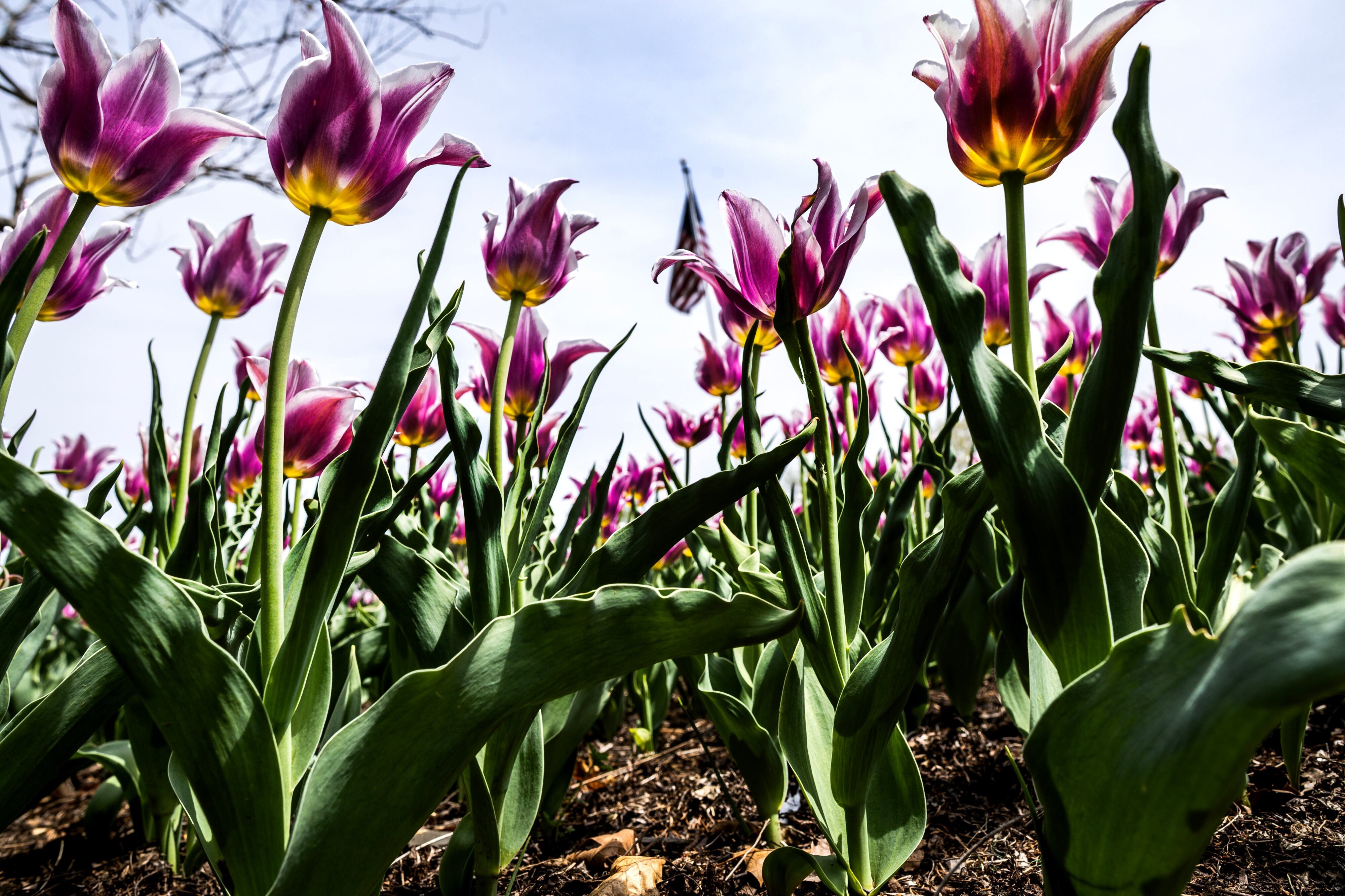 Forecast: June in Pa. opens with plenty of sun, no rain