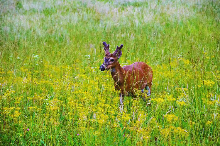 Smoky Mountain magic: Bears, mist and America’s most beloved wilderness