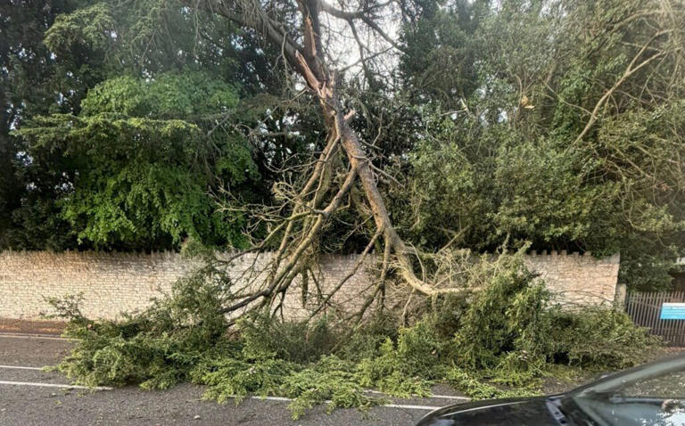 Dog walker inches from being crushed by falling tree