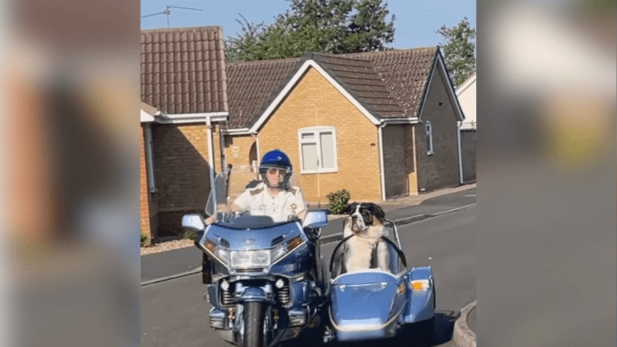 Cambridgeshire: "Sidecar riding" St Bernard has onlookers in stitches ...