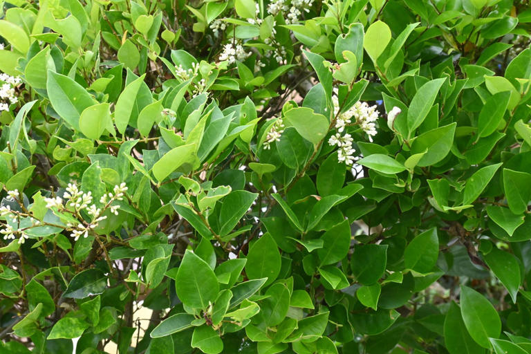 14 plants you should prune in June for a better summer display