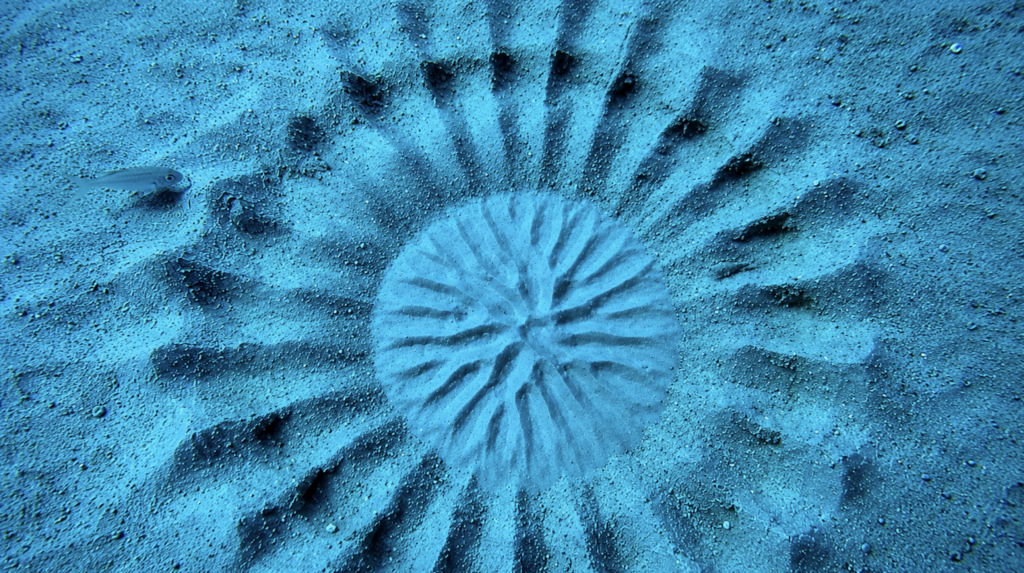 They found nature’s greatest artist