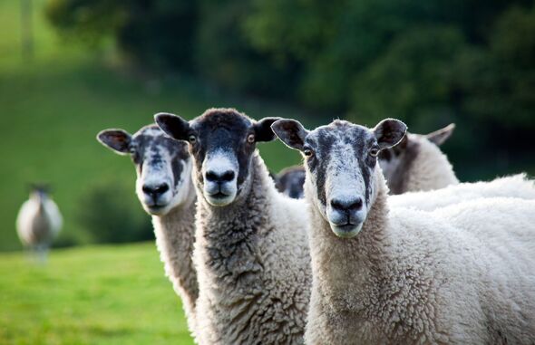Chaos in UK town as flock of sheep cause mayhem
