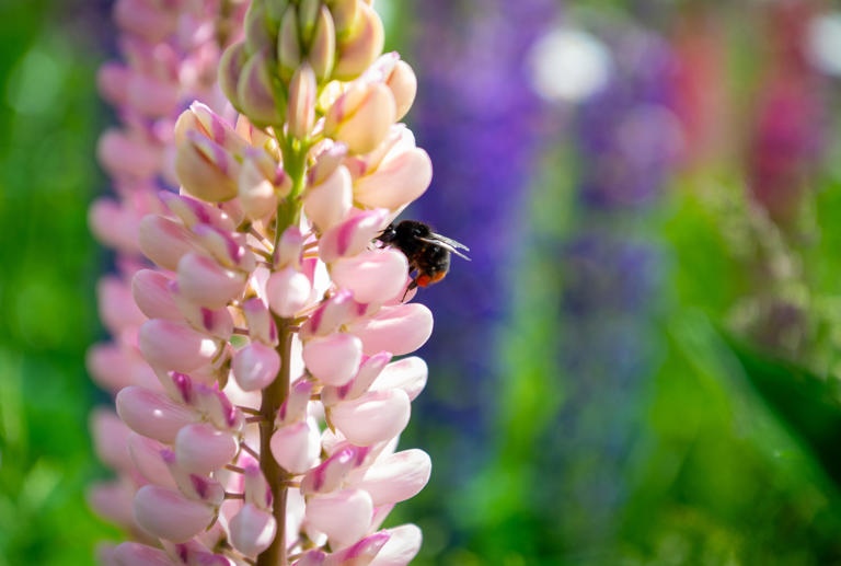 Breathtaking lupins in full bloom draw bees to Longton