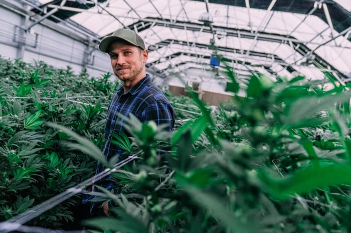 Cannabis stocks are heating up again. Here's which ones could be the ...