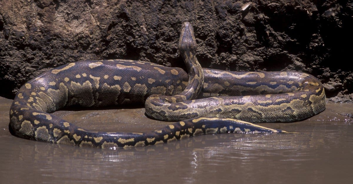 The largest venomous snake ever discovered made king cobras look small