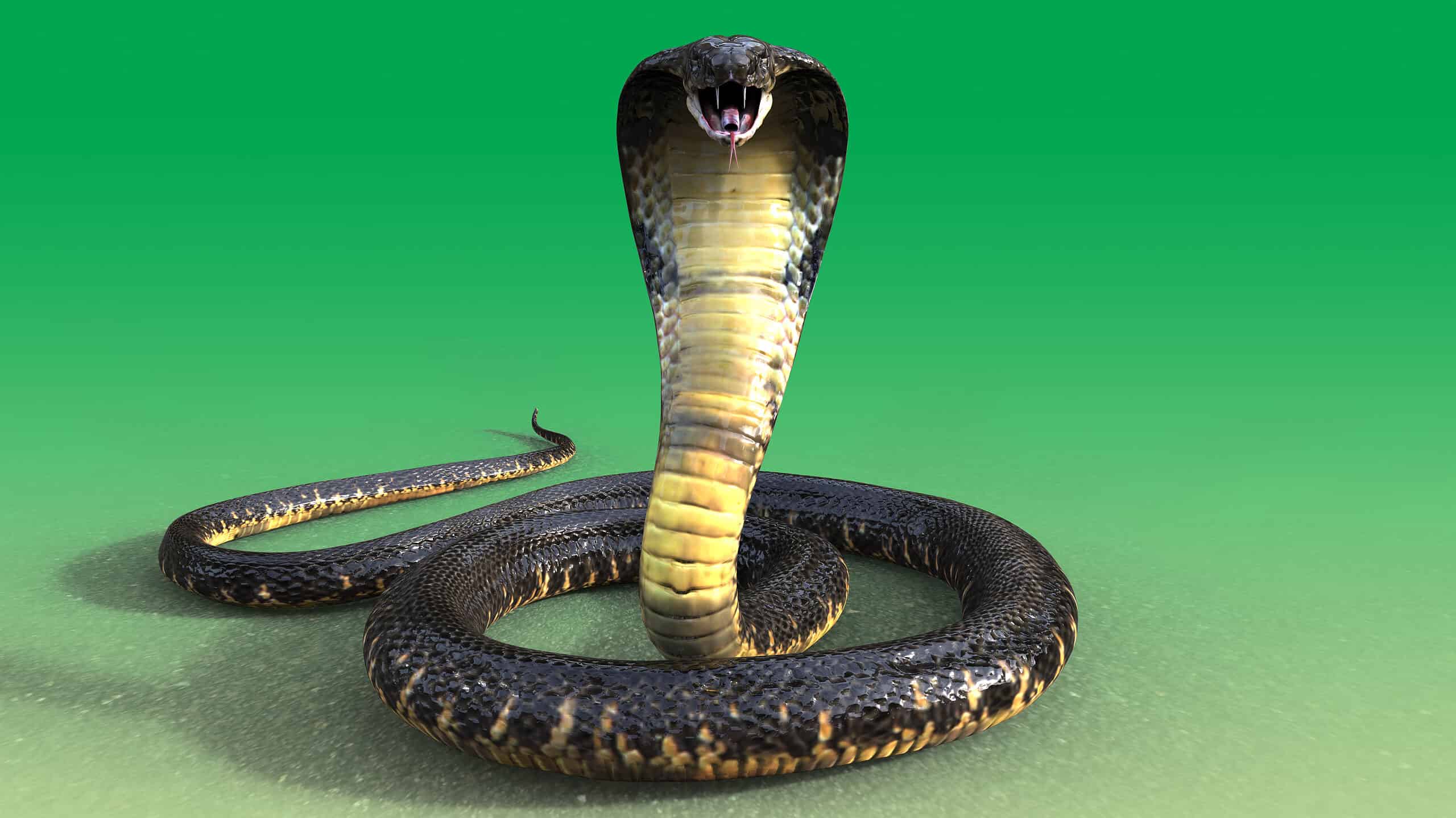 The largest venomous snake ever discovered made king cobras look small