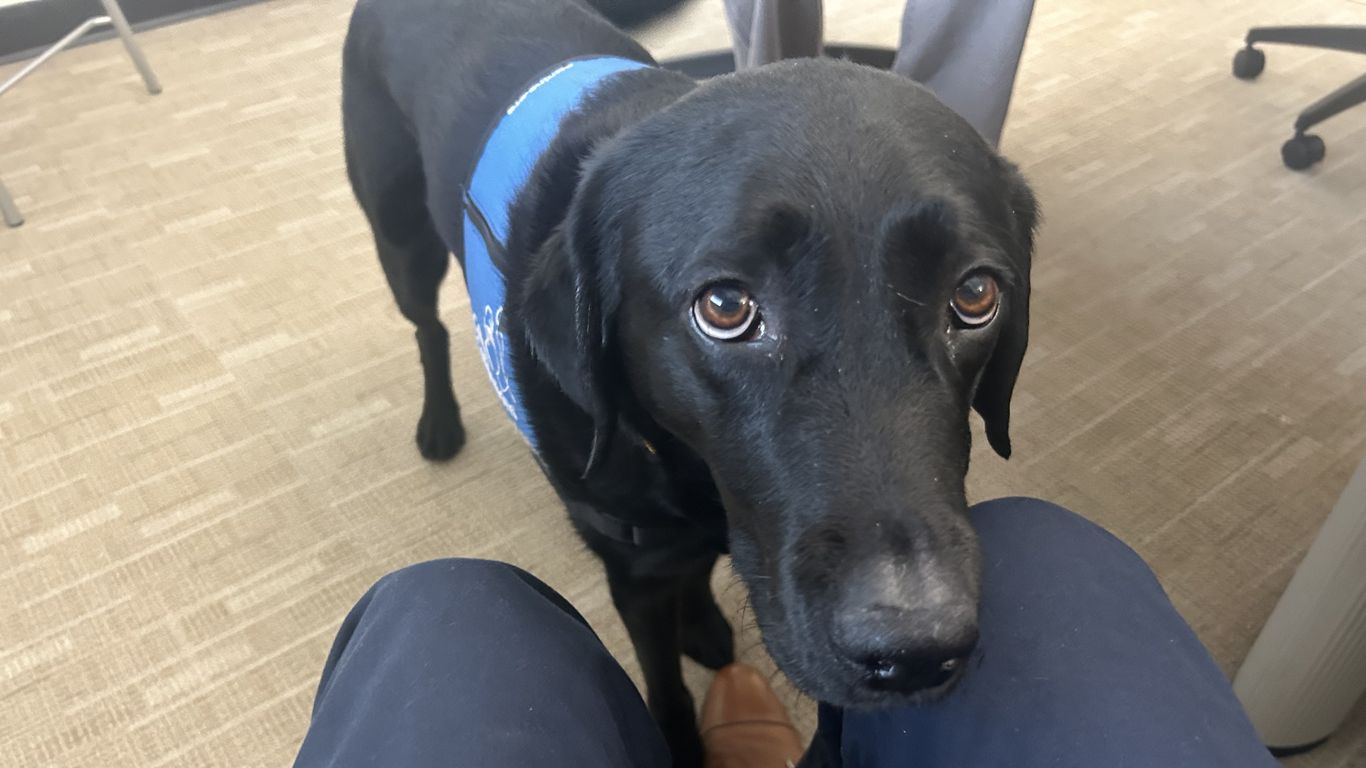 Meet Fancy, the 18th Judicial District's courthouse comfort dog