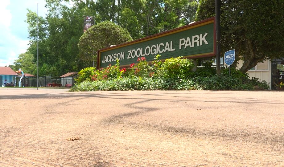 Jackson Zoo unveils colorful makeover with murals, splash pad