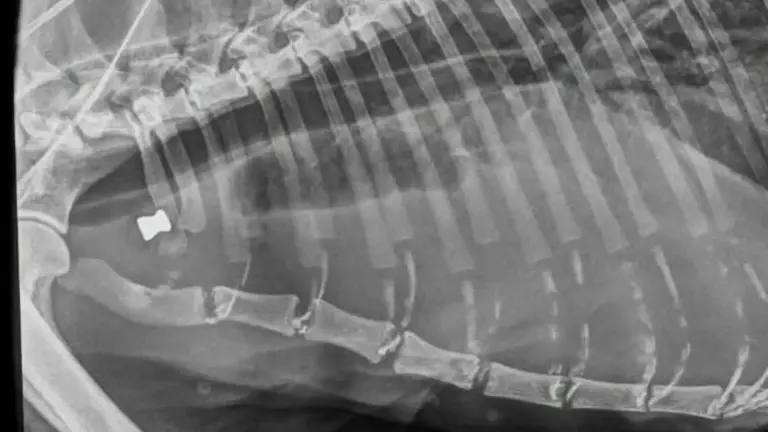Denuncian la muerte de un gato de una colonia felina de Zaragoza por un ...