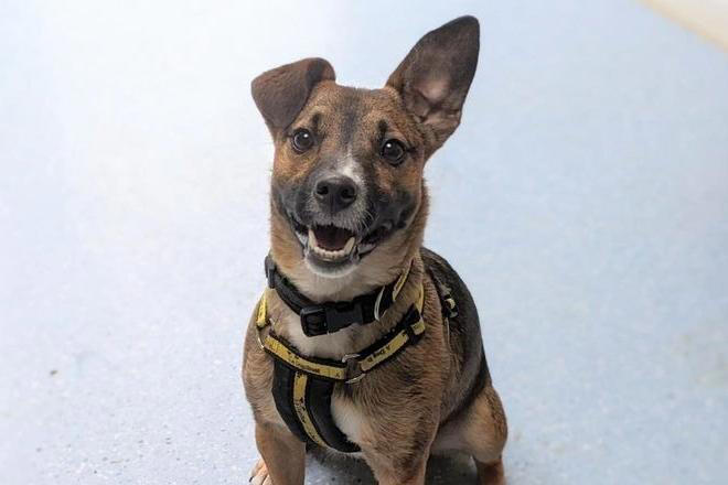 Dogs Trust: 8 loving pups seeking homes in Sussex