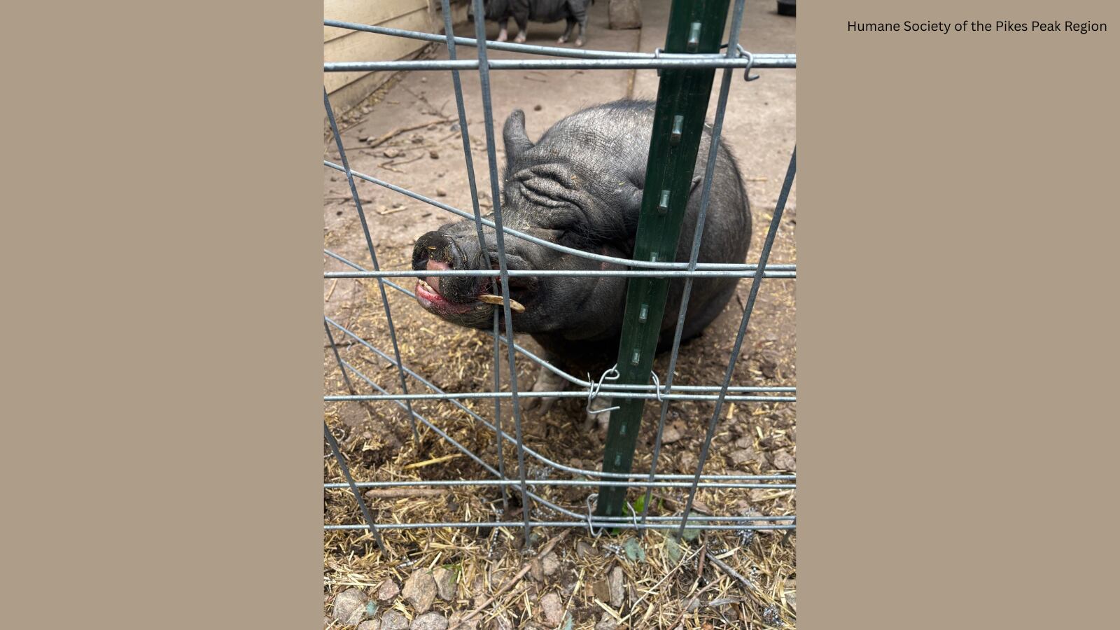 Colorado Springs firefighters rescue pig stuck in fence by his tusk