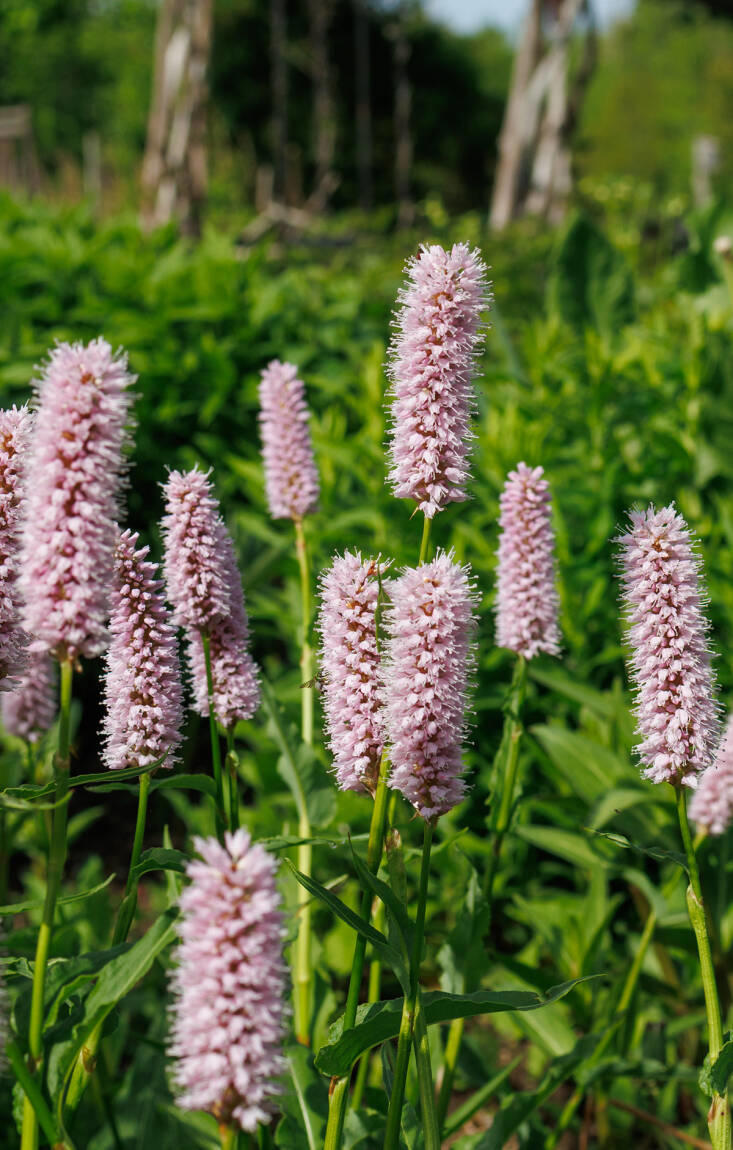 Gardening 101: How to grow bistort, a buckwheat relative