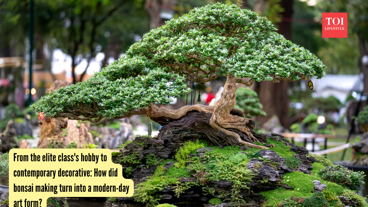 From the elite class's hobby to contemporary decorative: How did bonsai ...