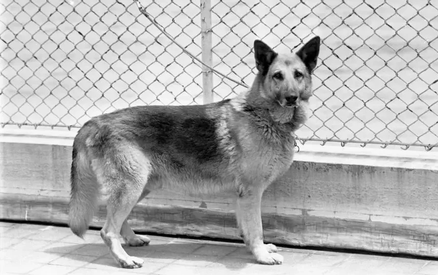 Police probe dog dispute link in fatal Queensland attack