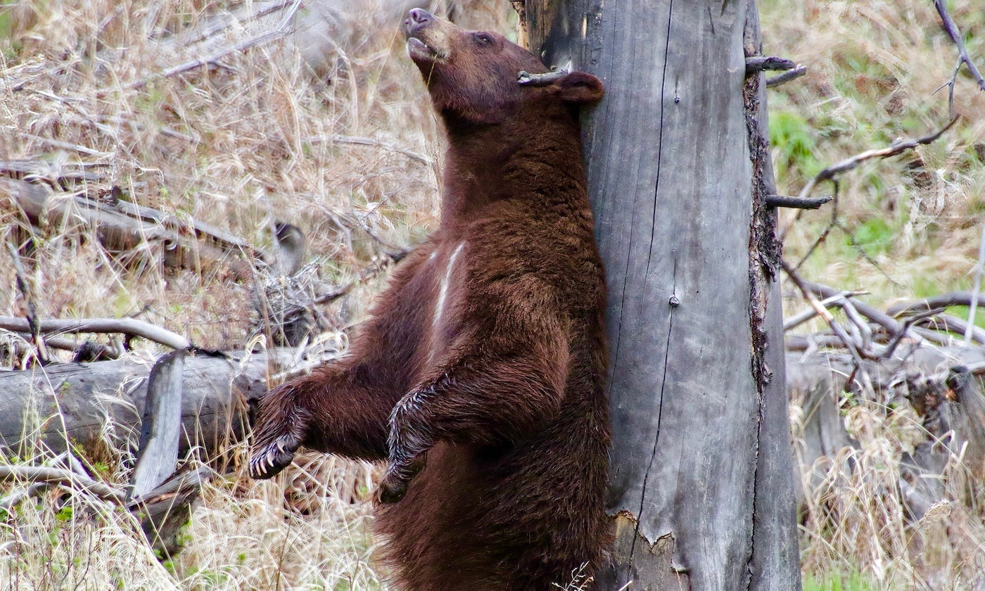 Yellowstone bear pauses courtship to enjoy ultimate back scratch