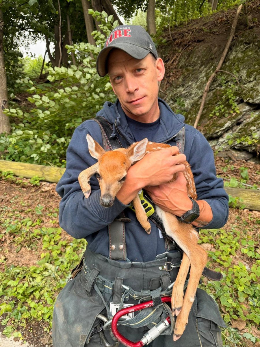 Look: Firefighters rescue baby deer from NY storm drain